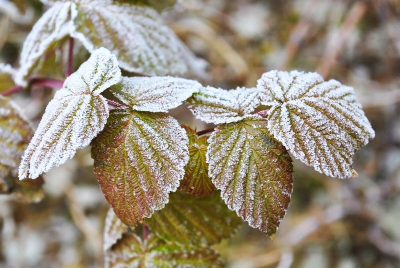 First Frost stock image. Image of contryside, frost, fall - 3618463