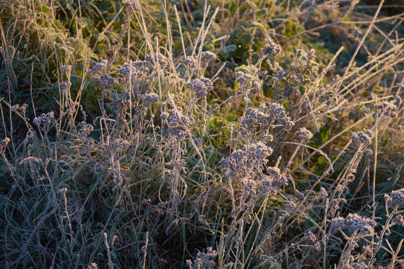 The First Frost in Autumn, Frost on Grass Stock Image - Image of nature ...