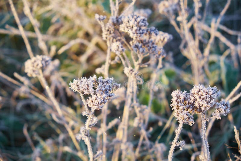 The First Frost in Autumn, Frost on Grass Stock Image - Image of ...