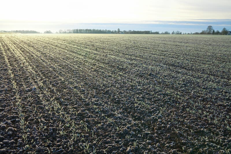 First frost on a field. stock image. Image of cool, frosted - 65662263