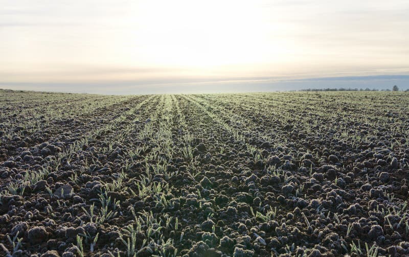 First frost on a field. stock image. Image of horizontal - 65662291