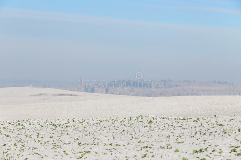 First Frost in the Forest. Belarusian Landscape. Beginning of Winter ...