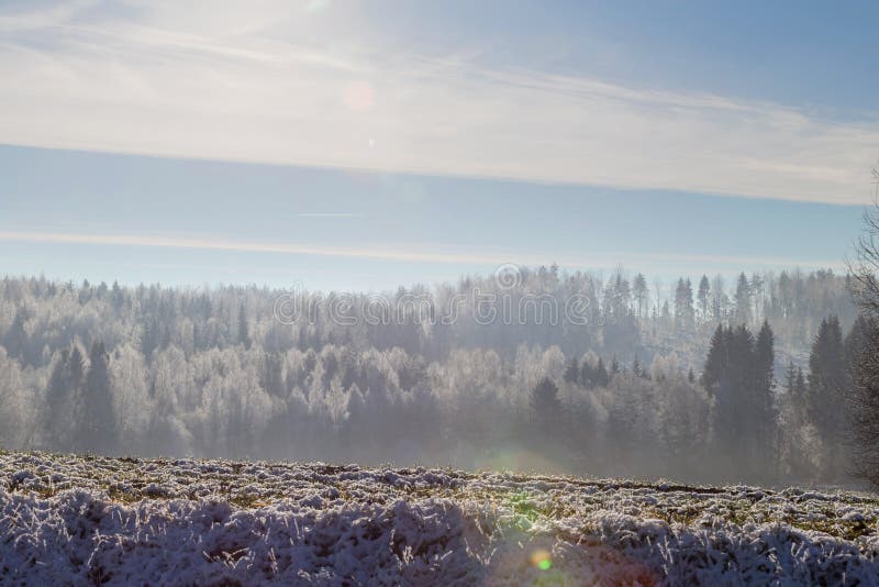 First Frost in the Forest. Belarusian Landscape. Beginning of Winter ...