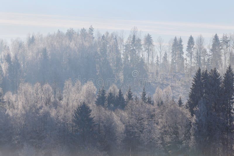 First Frost in the Forest. Belarusian Landscape. Beginning of Winter ...