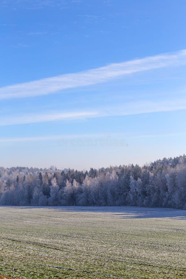 First Frost in the Forest. Belarusian Landscape. Beginning of Winter ...
