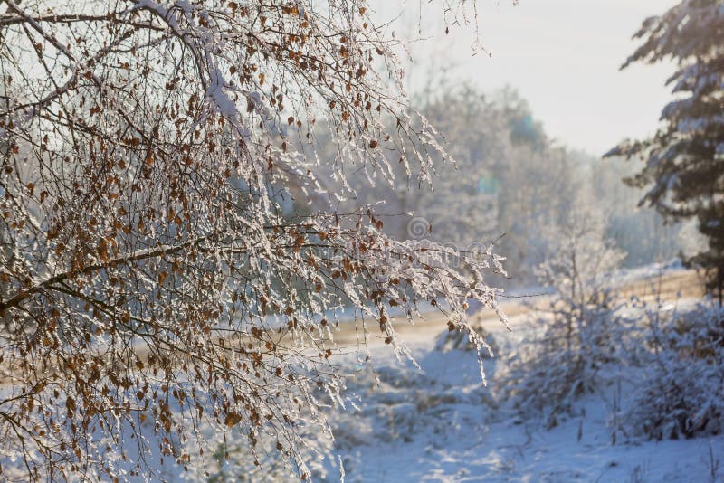 First Frost in the Forest. Belarusian Landscape. Beginning of Winter ...