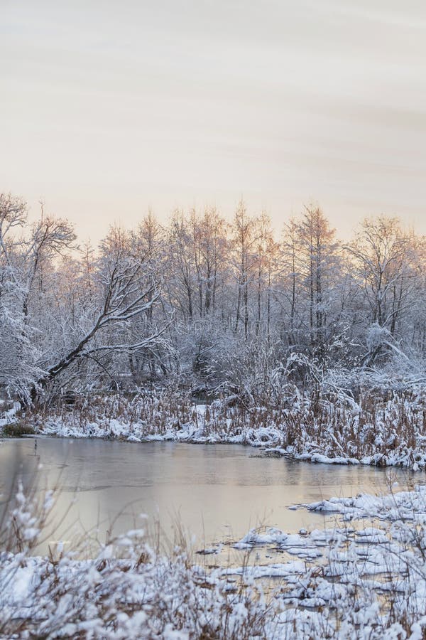 First Frost in the Forest. Belarusian Landscape. Beginning of Winter ...