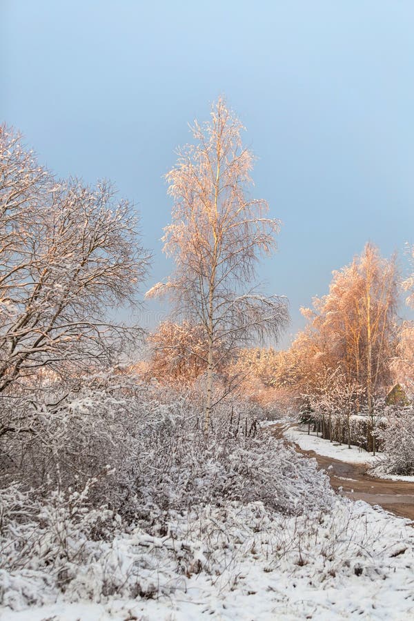 First Frost in the Forest. Belarusian Landscape. Beginning of Winter ...