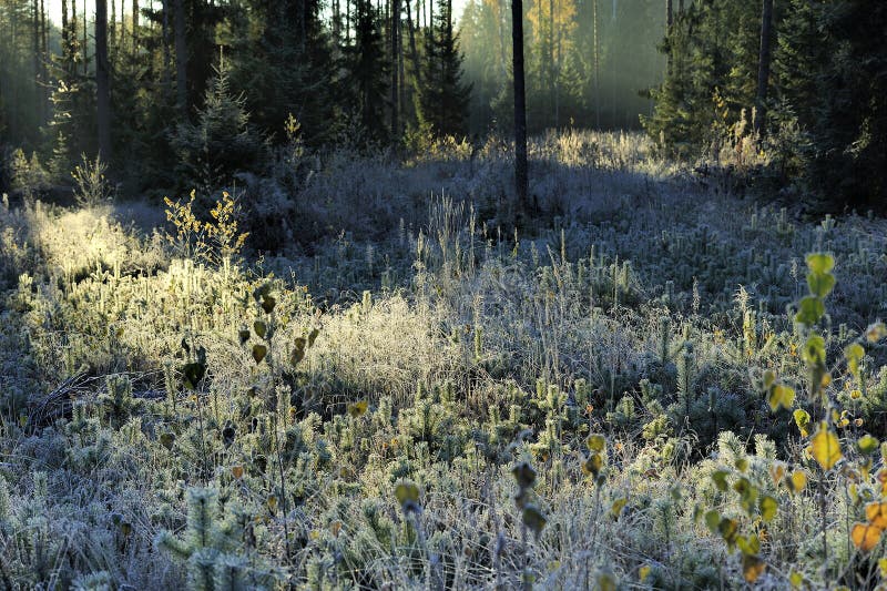 First frost in the forest stock photo. Image of weather - 65406556