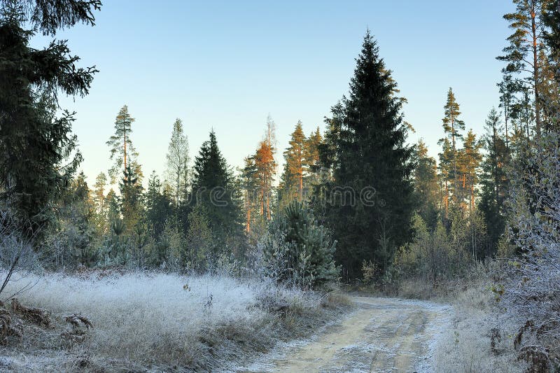 First frost in the forest stock photo. Image of natural - 65614602