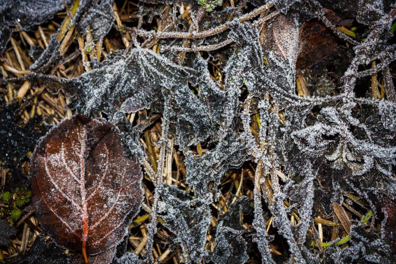 First frost stock photo. Image of brown, grass, frost - 82017646
