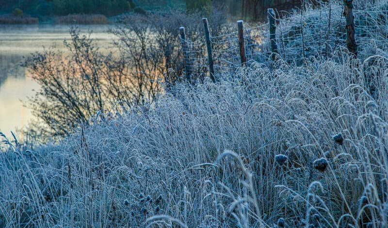 First Frost on Grass Near Lake Stock Image - Image of early, nature ...