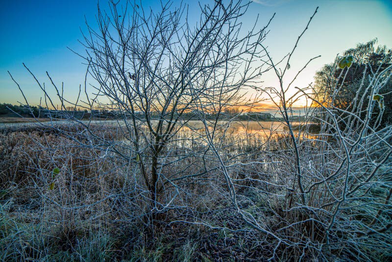 First frost, last leaves stock image. Image of beautiful - 165353257