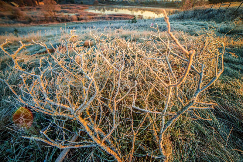 Winter First Touch: Early Frost, Snow Transforming Nature Blooming ...