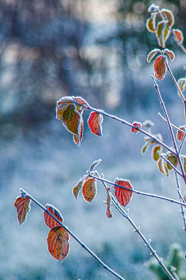 First frost on fall leaves stock image. Image of weather - 201922577
