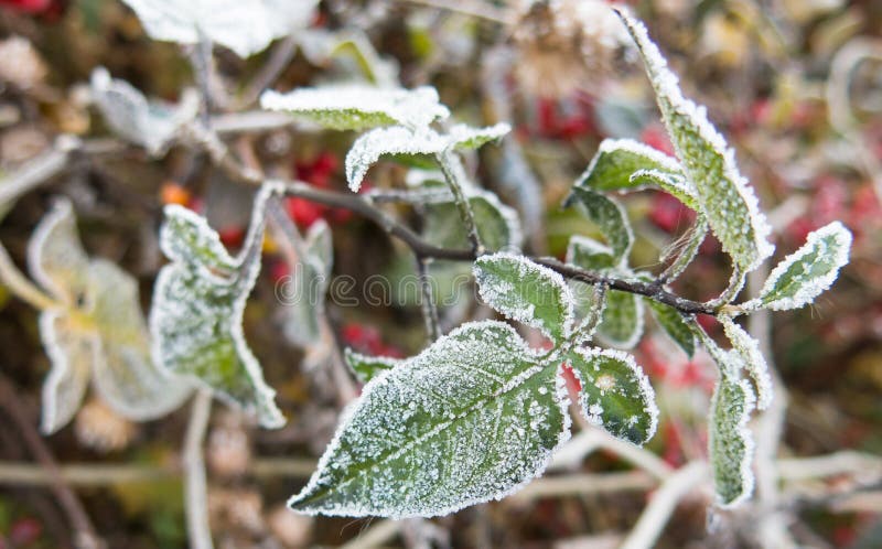 First Frost on Green Leaves Stock Photo - Image of nature, seasonal ...