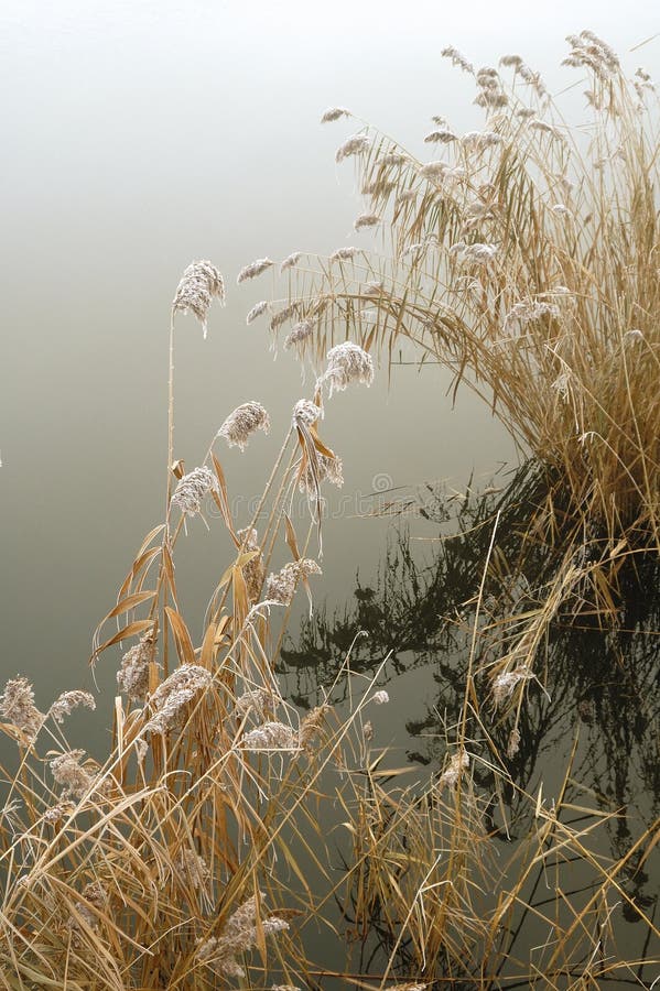 First Frost - Lake detail stock photo. Image of grey, leaf - 1596066