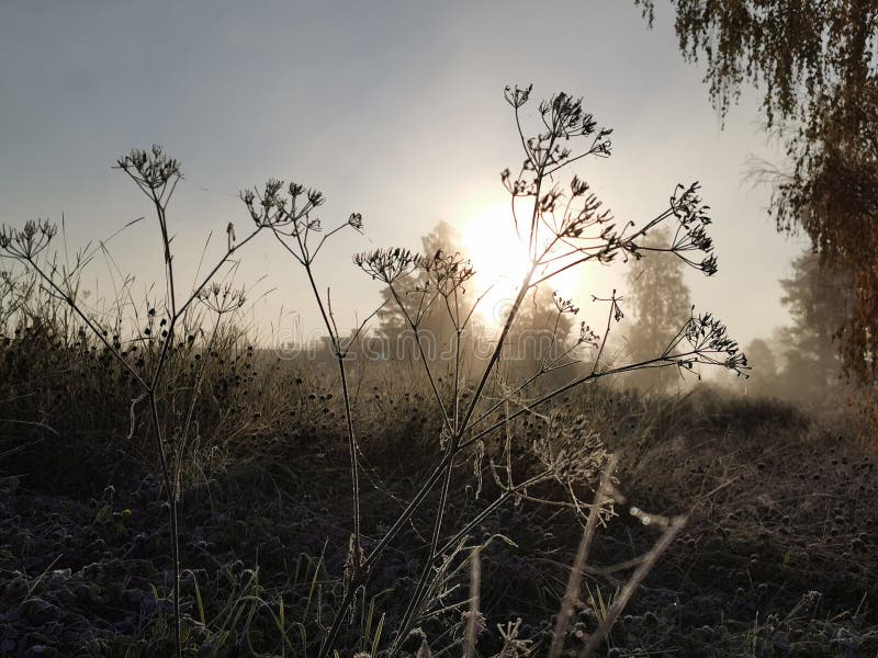First Frost in the Morning in October Stock Photo - Image of autumn ...
