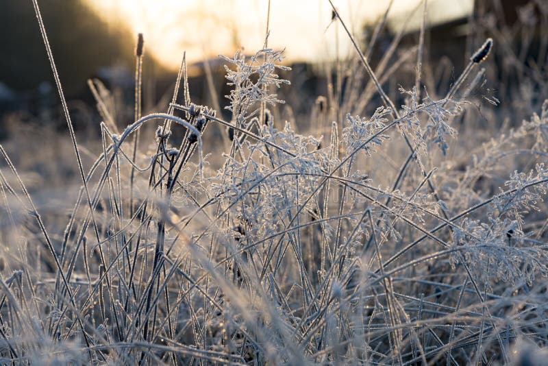 The First Frost in the Mountain Forest 2017 Stock Photo - Image of ...