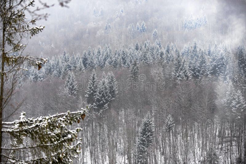 The First Frost in the Mountain Forest 2017 Stock Photo - Image of ...