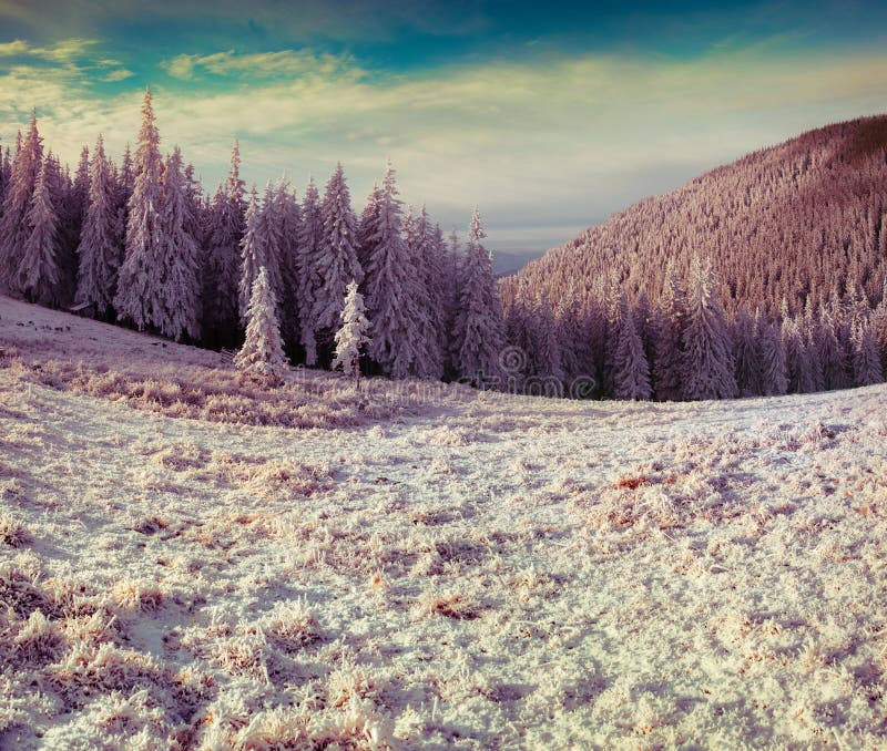 First Frost In The Mountains Stock Photo - Image of hoarfrost, climate ...