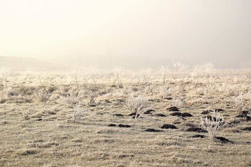 First Frost - White Light stock image. Image of frost - 1531833