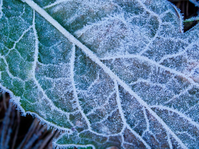 First Frost stock photo. Image of leaf, native, plant - 33481586