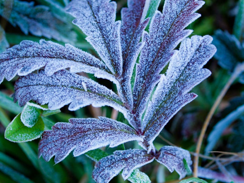 First Frost stock image. Image of animal, small, fall - 33481587