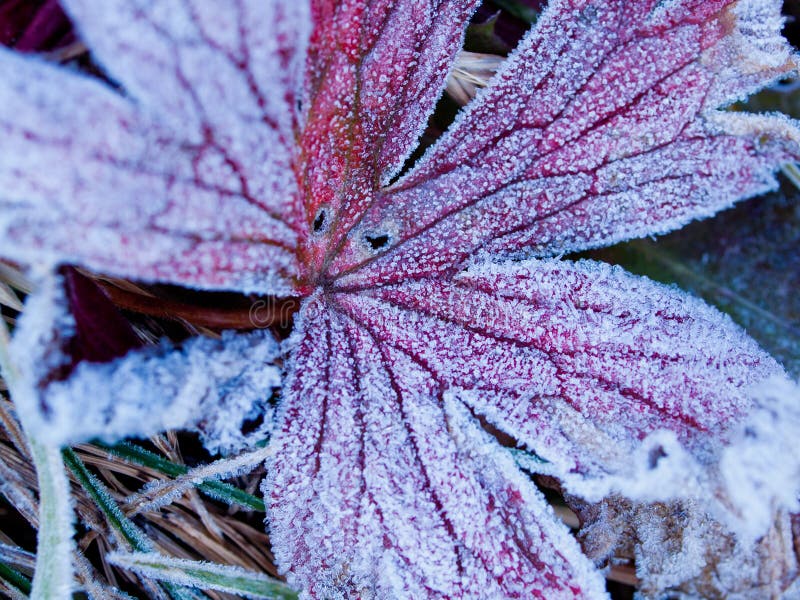 First Frost stock photo. Image of animal, lawn, morning - 33481596