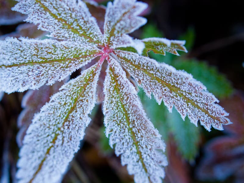 First Frost stock photo. Image of leaf, life, autumn - 33481616