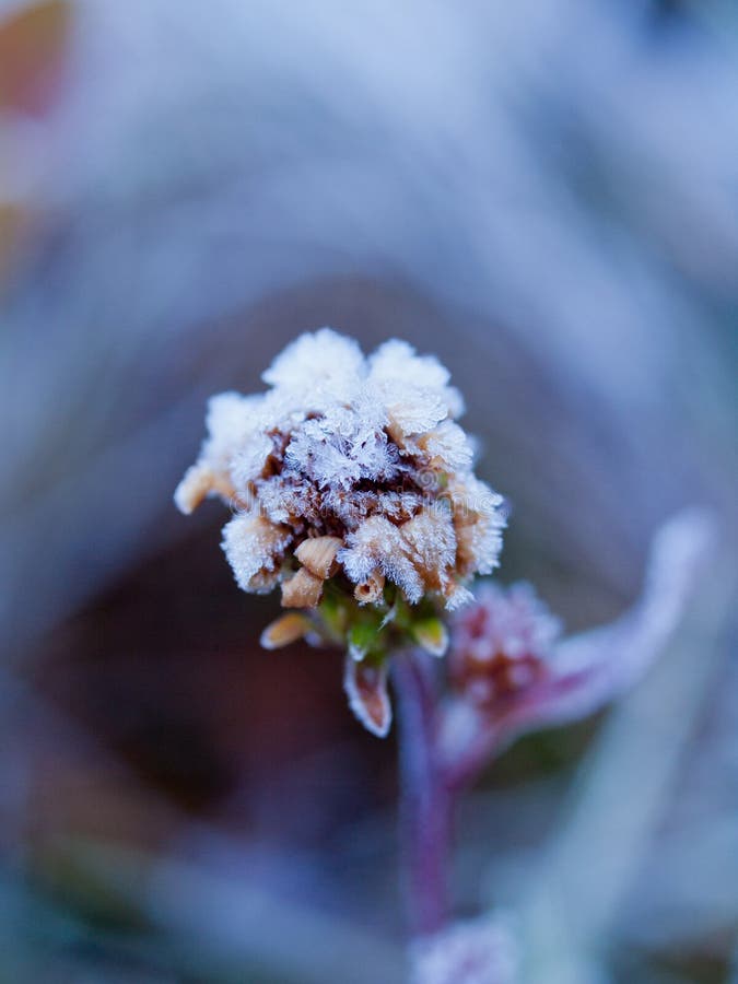 First Frost stock photo. Image of lawn, green, frost - 33481654