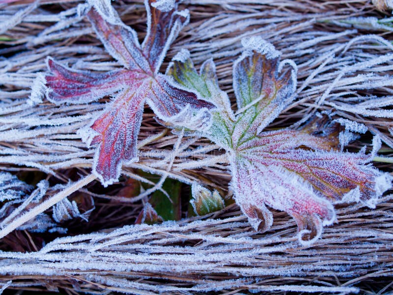 First Frost stock photo. Image of white, nature, autumn - 33481744