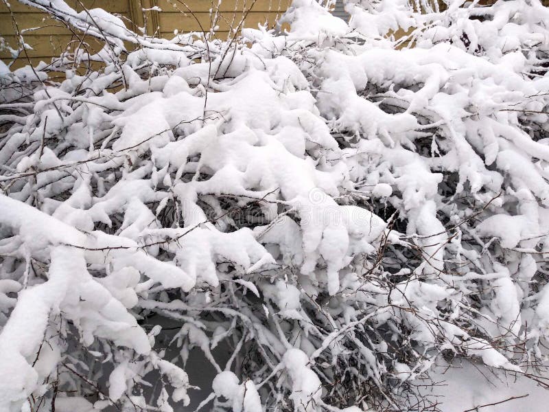 First Frosts, the Beginning of Winter. First Snow on Tree Branches ...