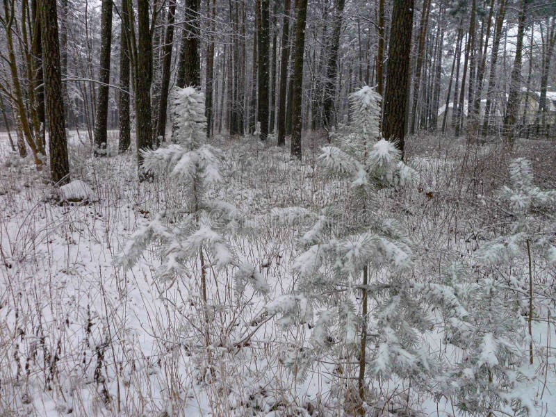 First Frosts, the Beginning of Winter. First Snow on Tree Branches ...
