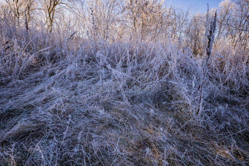 The First Frosts and Frost in the Wild Stock Image - Image of scene ...