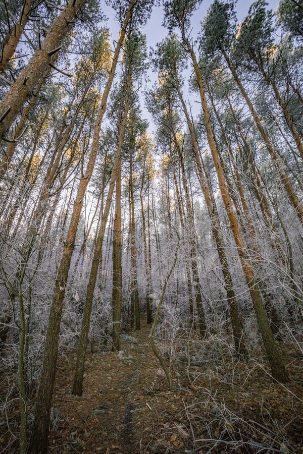 The First Frosts and Frost in the Wild Stock Photo - Image of bohemia ...