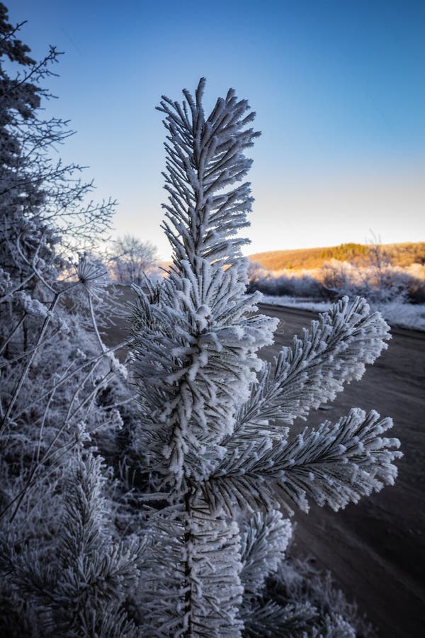 The First Frosts and Frost in the Wild Stock Image - Image of hill ...