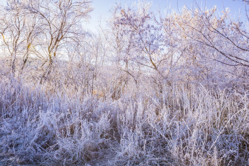 The First Frosts and Frost in the Wild Stock Image - Image of europe ...