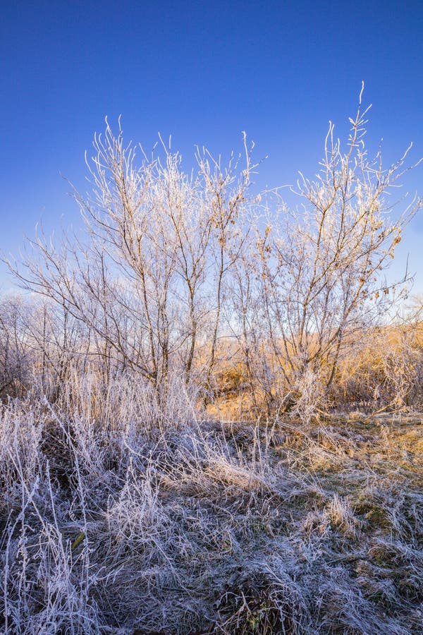 The First Frosts and Frost in the Wild Stock Image - Image of europe ...