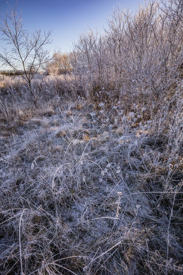The First Frosts and Frost in the Wild Stock Photo - Image of heavy ...