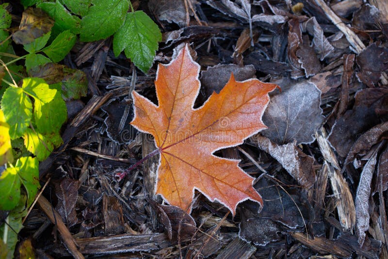 First frosts maple leaf stock image. Image of meteorology - 201671483