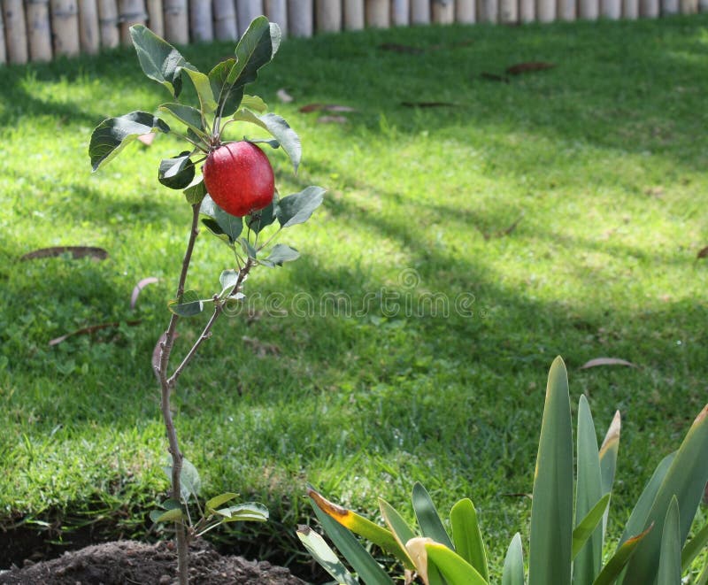 First Fruit stock image. Image of appealing, grass, green - 17484191