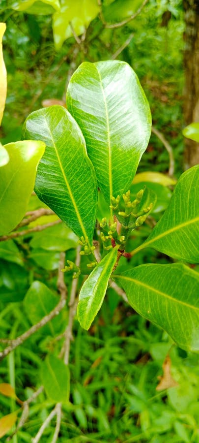 The First Fruit Buds when the Currently Clove Season Begins Stock Photo ...