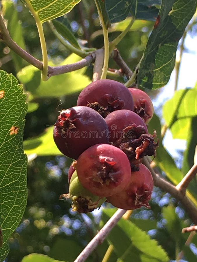 Saskatoon Berries stock photo. Image of season, fruit - 123574192