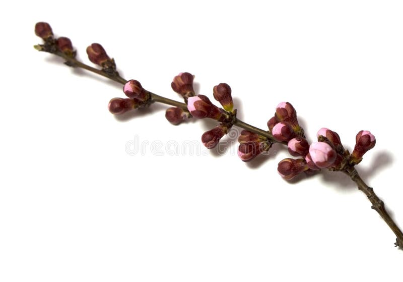 The First Fruit Trees that Begin To Bloom. Sakura Will Bloom Soon Stock ...