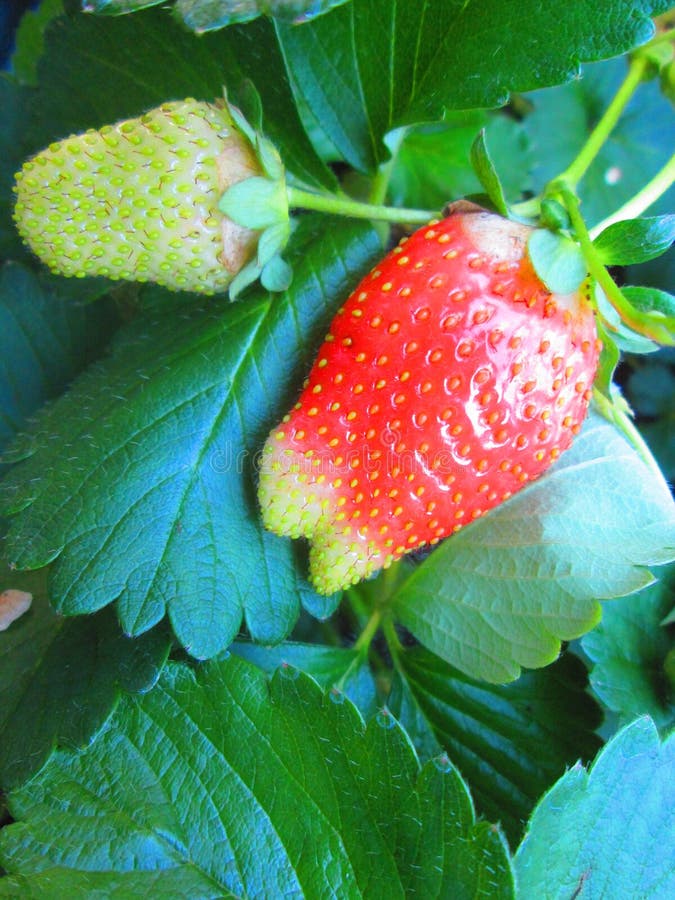 First fruits of spring. stock image. Image of seeds, luscious - 52662197