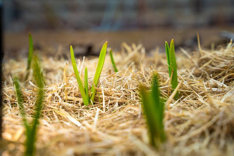 The First Garlic Sprouts Sprouted through the Mulch in the Garden Bed ...