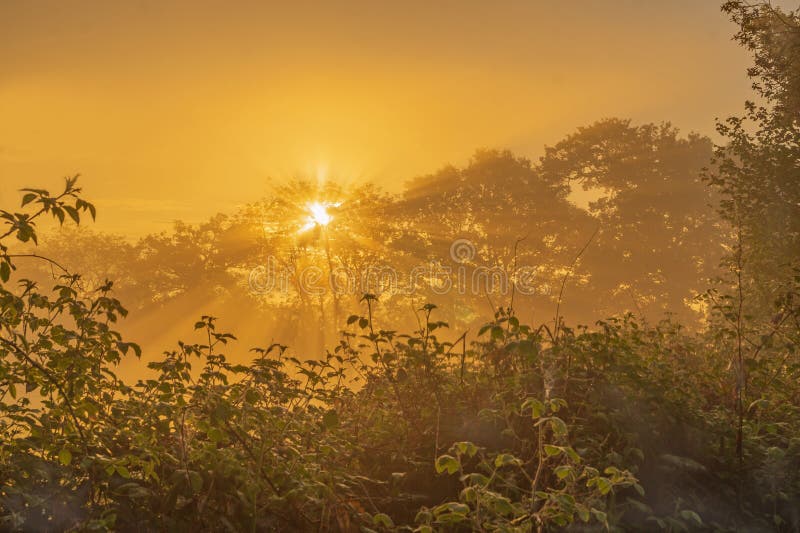 First Golden Light Filters in a Sunburst through the Trees Stock Photo ...