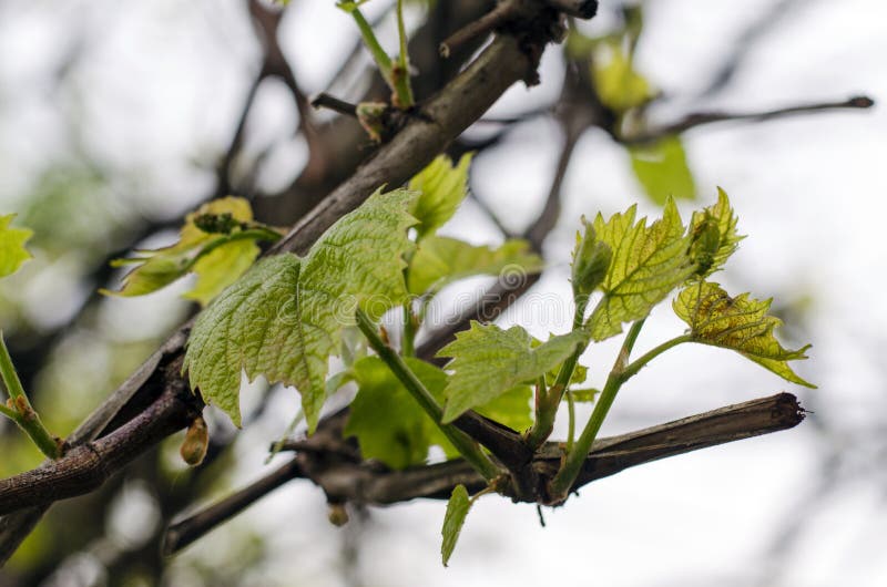 First Grape Leaves in Spring Stock Image - Image of natural, bush ...