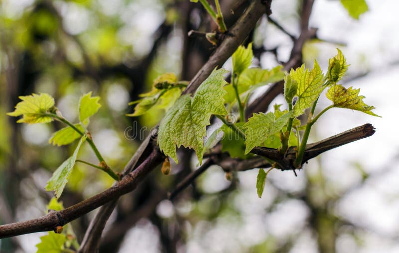 First Grape Leaves in Spring Stock Photo - Image of grapes, viticulture ...